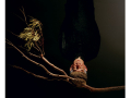 Hossein Valamanesh: Puisque tout passe - Artist Profile